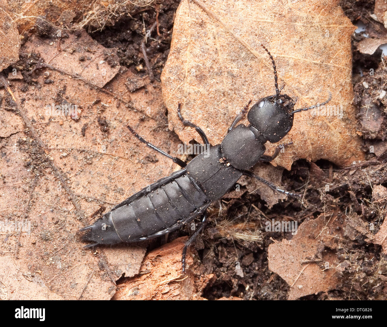 Devils coach horse hi-res stock photography and images - Alamy