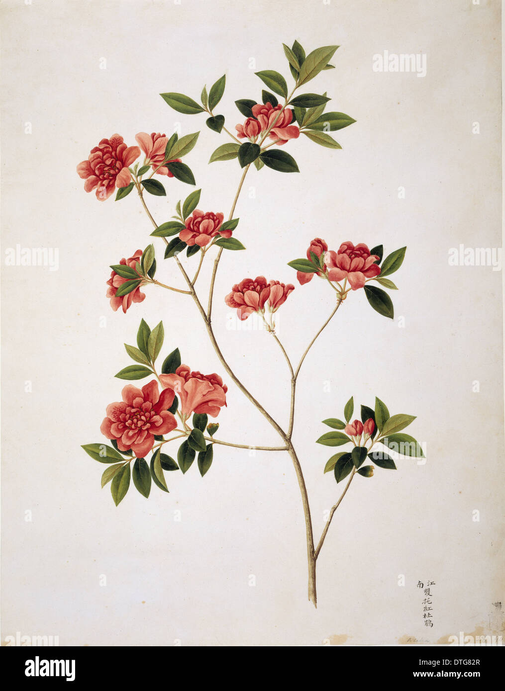 The reeves collection botanical hi-res stock photography and images - Alamy