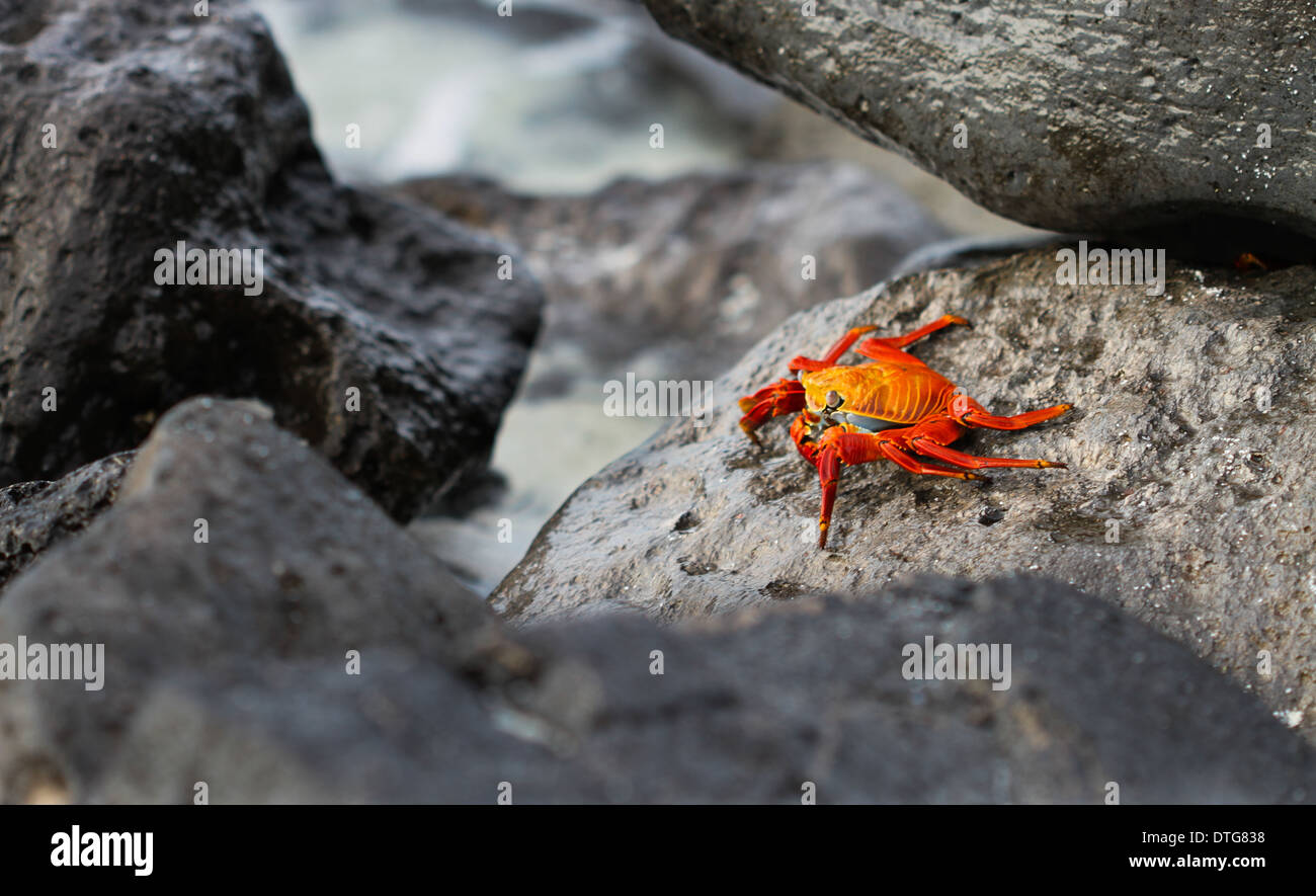 Light Footed Crab High Resolution Stock Photography and Images - Alamy