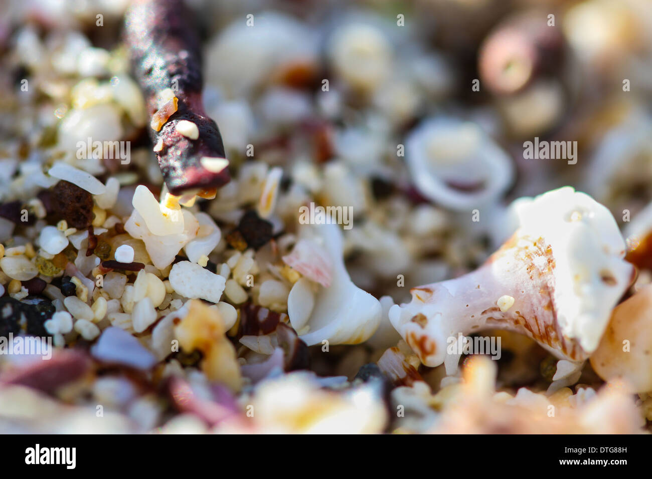 An extreme close up of sand granules and tiny sea shells on a colorful ...