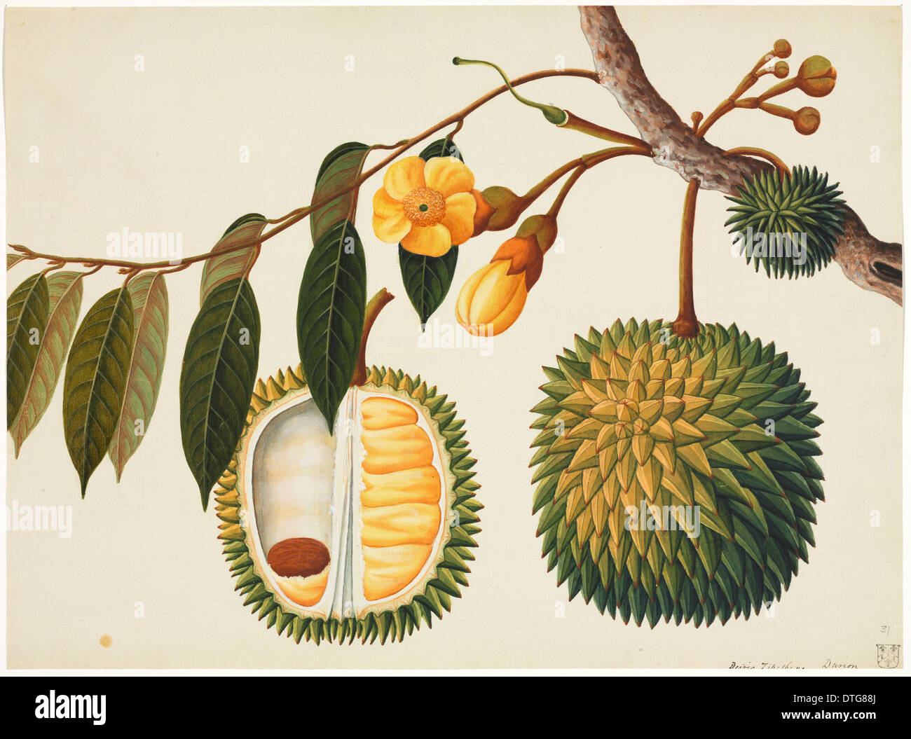 The reeves collection botanical hi-res stock photography and images - Alamy