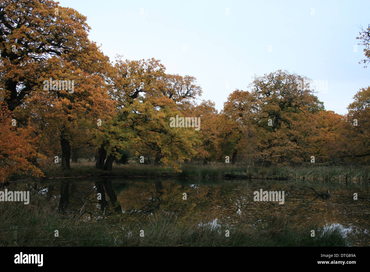 Oak woods scotland hi-res stock photography and images - Alamy