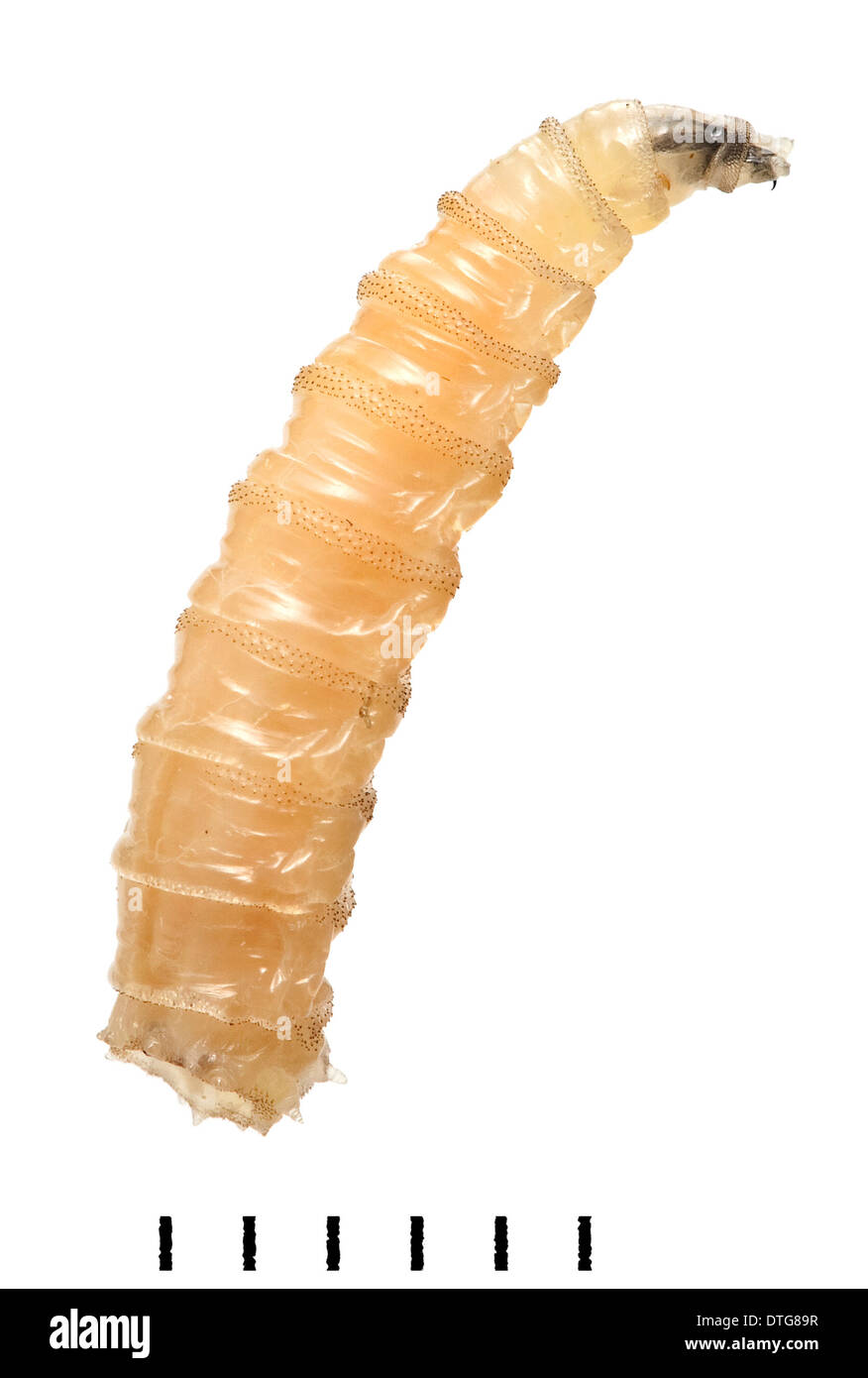 Blow fly larvae hi-res stock photography and images - Alamy