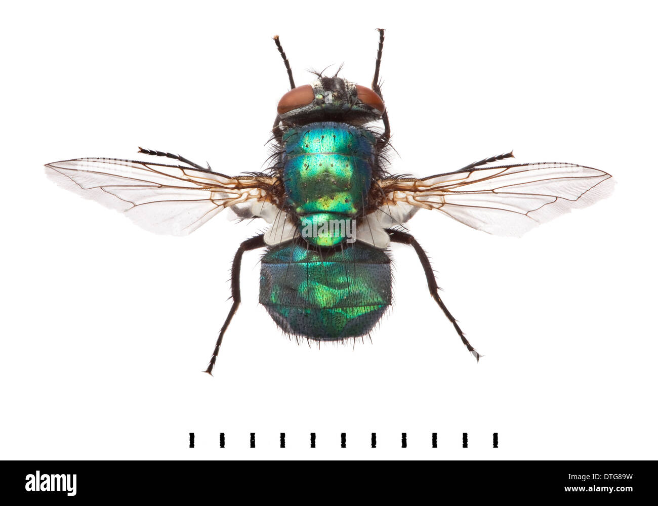 Lucilia sericata, Greenbottle Stock Photo - Alamy