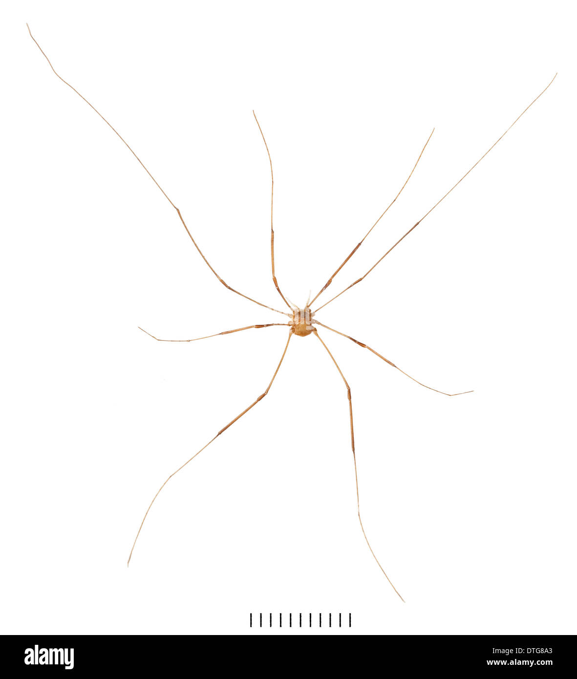 Harvestman arachnida hi-res stock photography and images - Alamy