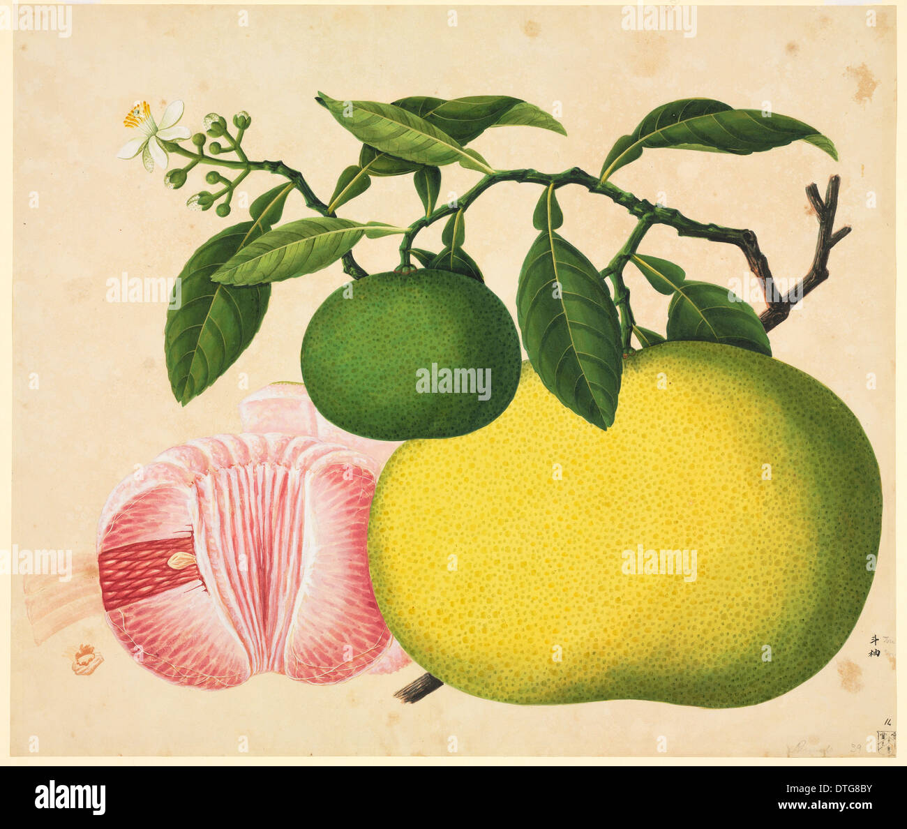 The reeves collection botanical hi-res stock photography and images - Alamy