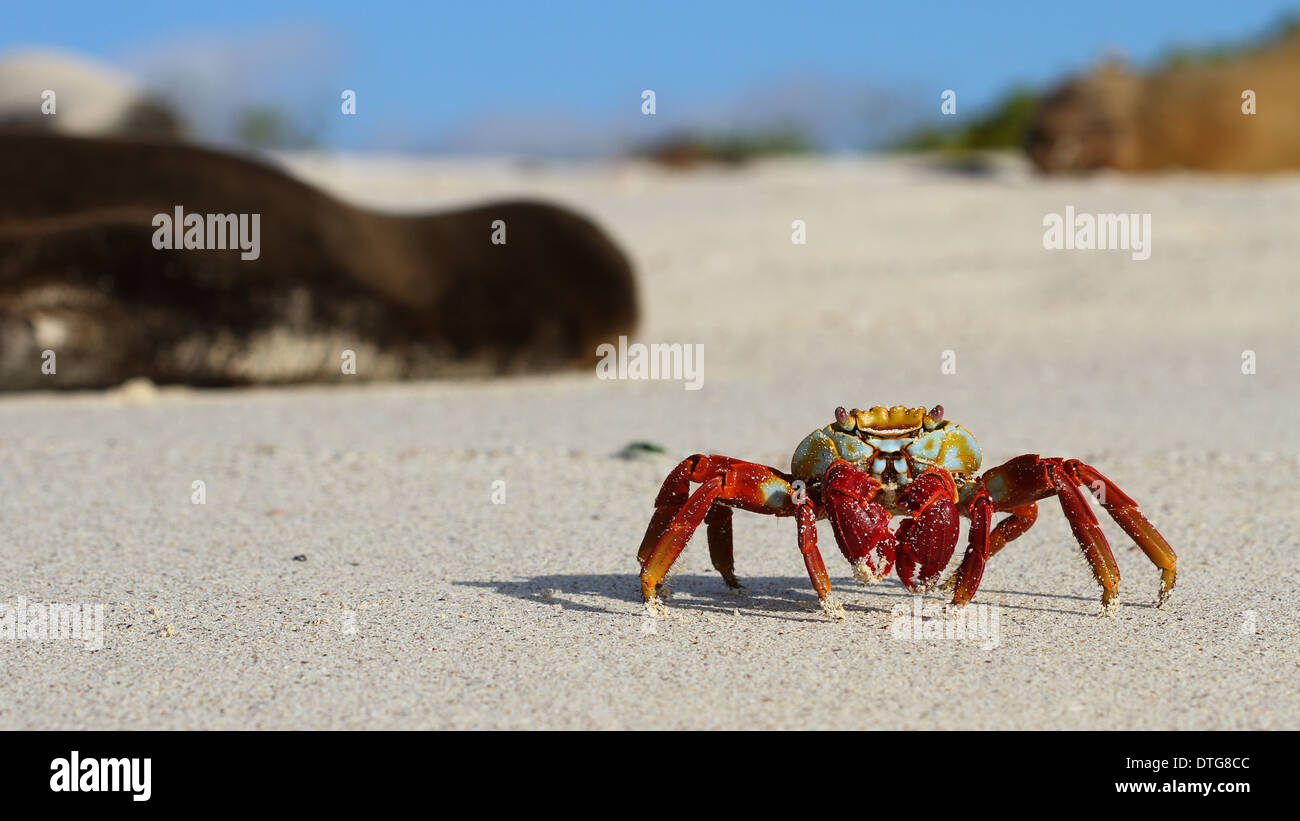 This sally light-foot crab crawls between uninterested, sleeping sea ...