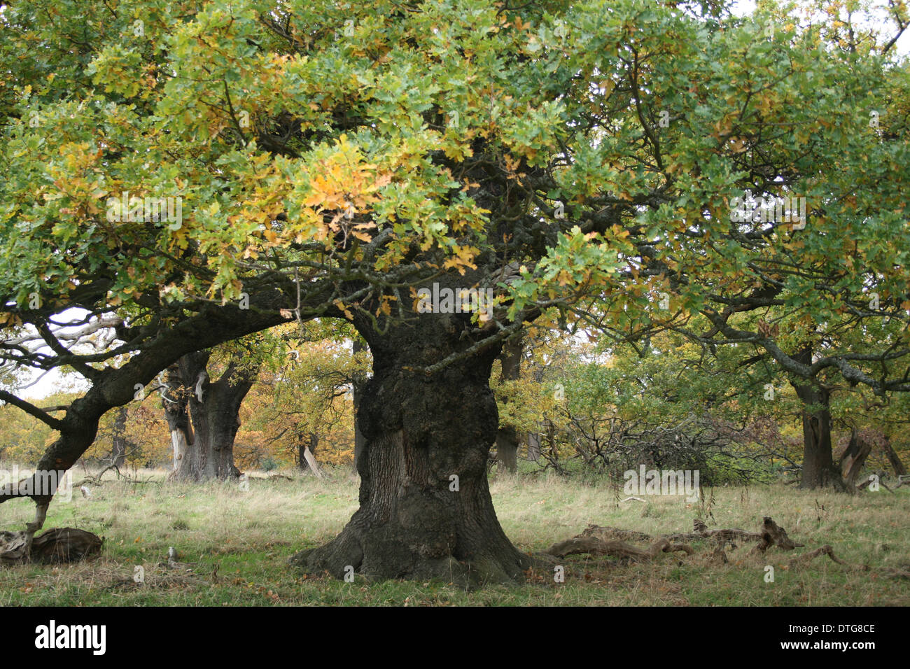 Oakwood forest hi-res stock photography and images - Alamy