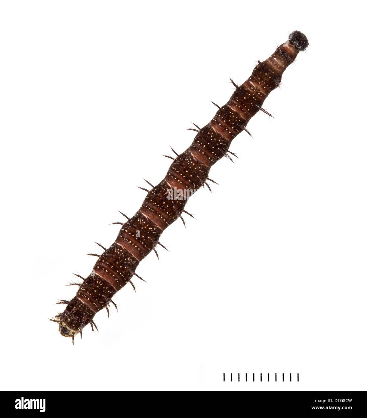 Nymphalidae lepidoptera butterfly Cut Out Stock Images & Pictures - Alamy