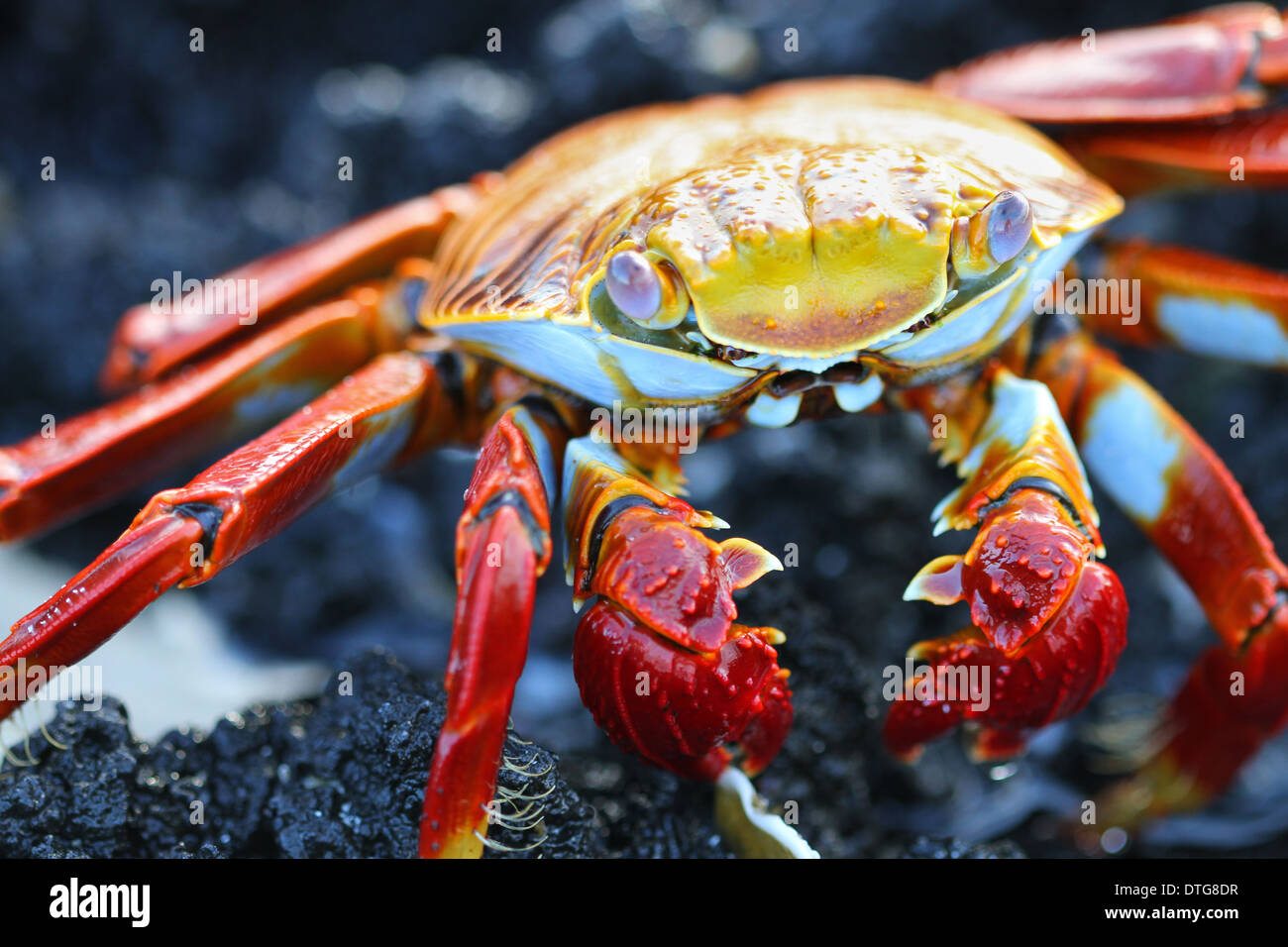A close up of a sally light-foot crab standing on sharp lava rock in ...