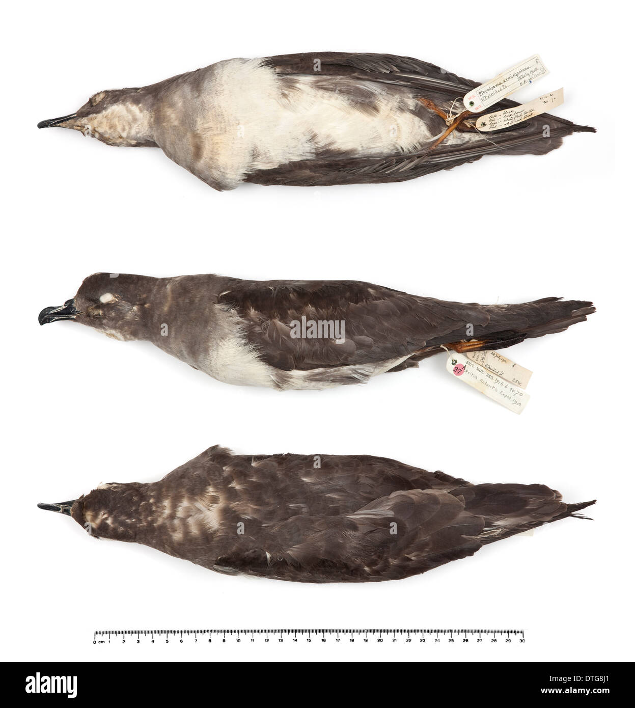 Pterodroma hi-res stock photography and images - Alamy