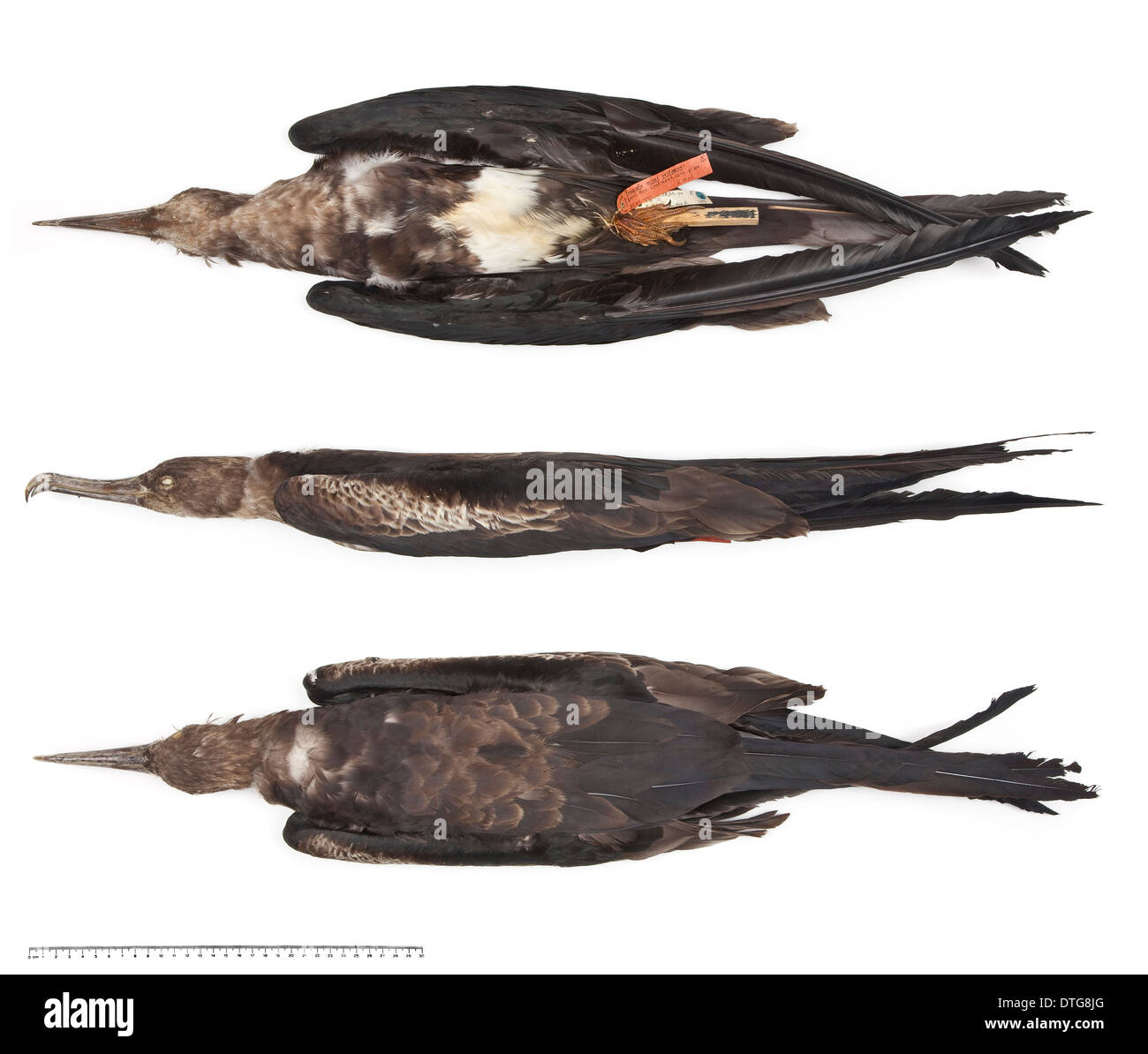 Frigate bird caribbean hi-res stock photography and images - Alamy