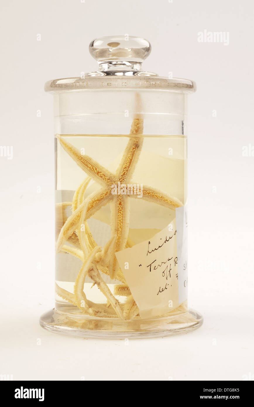 Starfish, Luidia scotti Stock Photo - Alamy