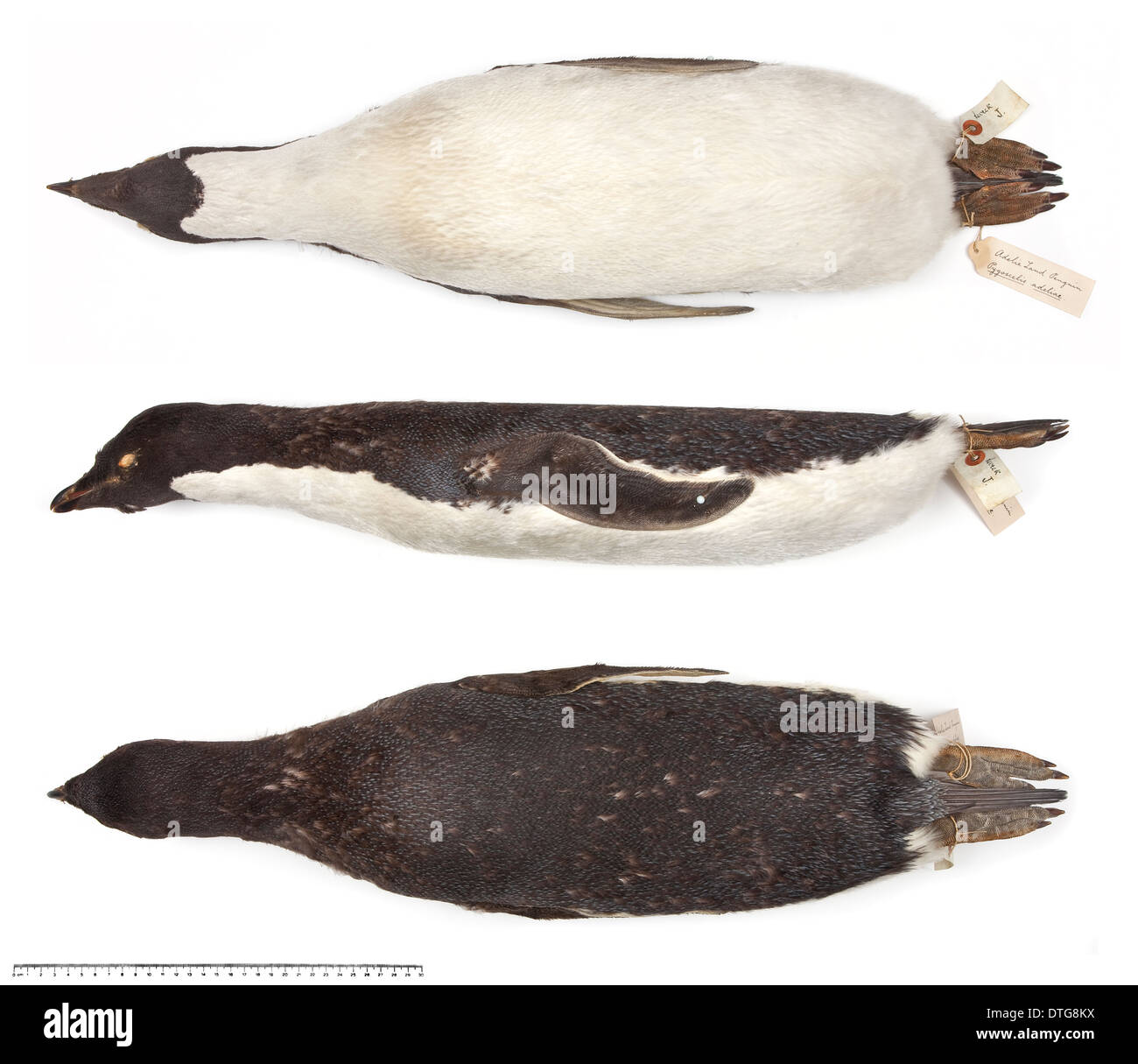 Ornithological expedition hi-res stock photography and images - Alamy