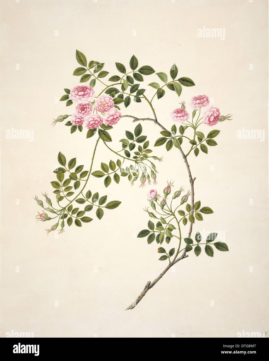 Rosa sp., rose Stock Photo - Alamy