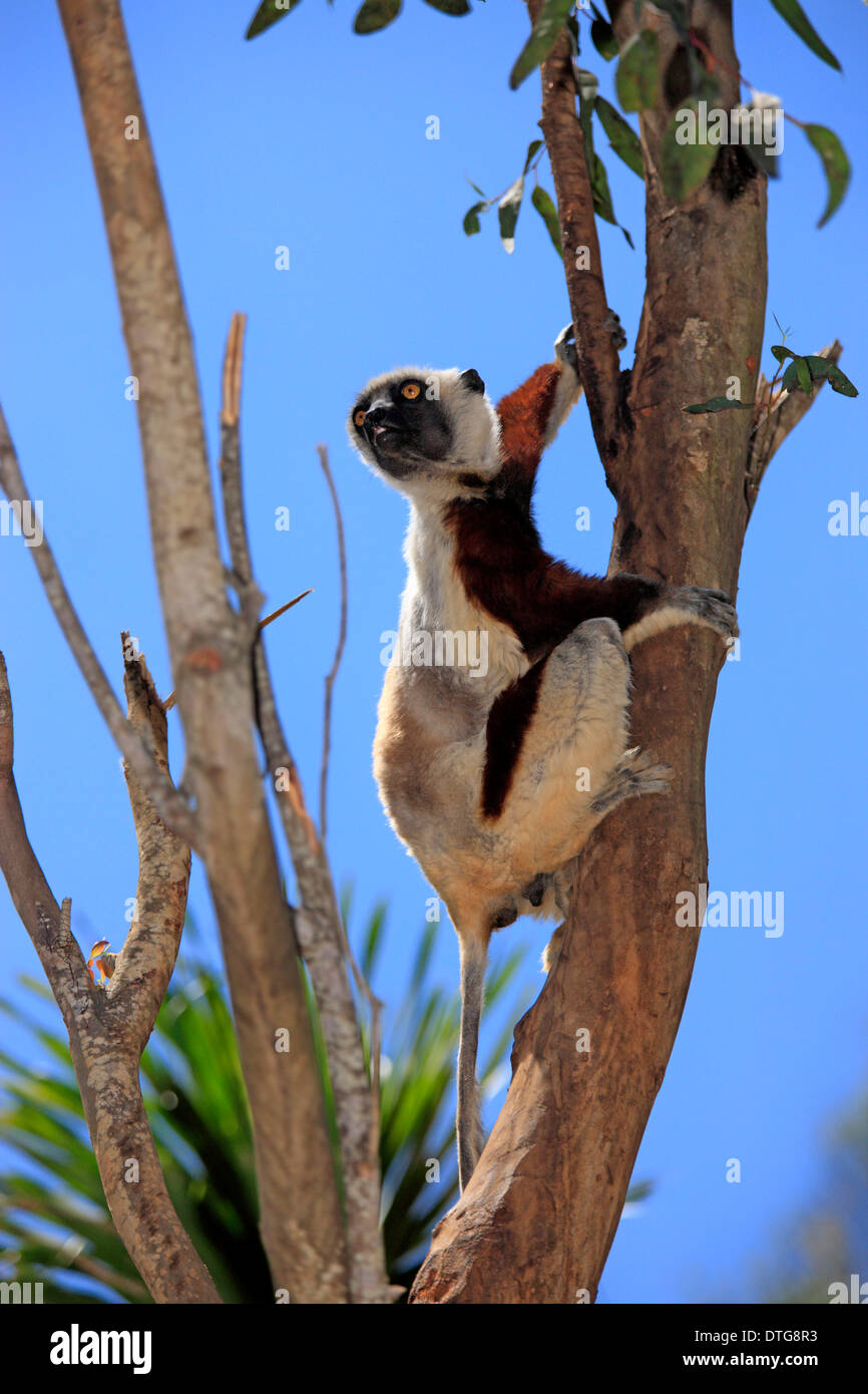 Coquerel's sifaka hi-res stock photography and images - Alamy