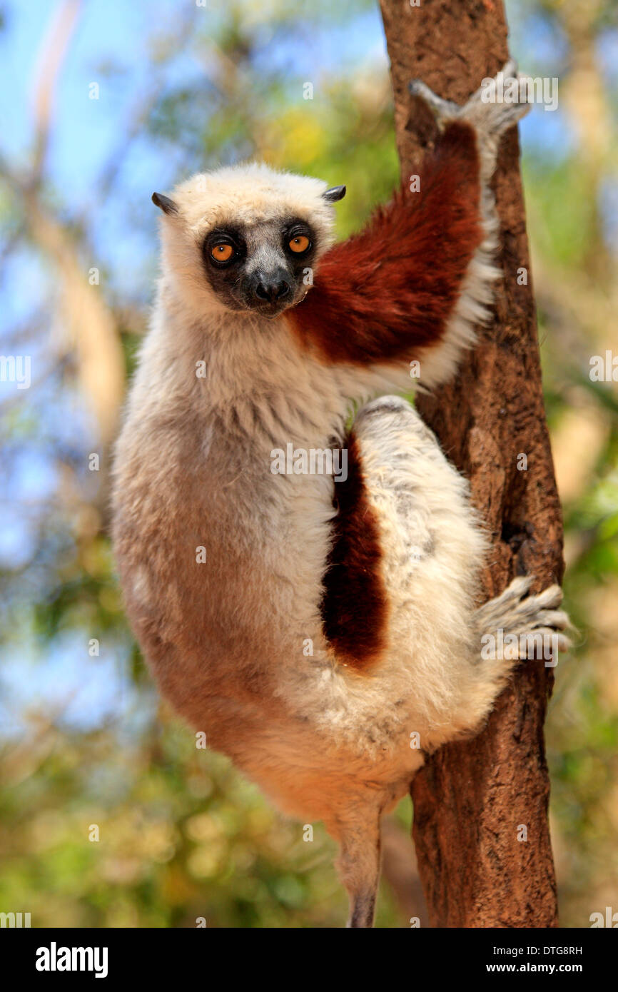 Propithecus coquereli propithecus coquereli lemurs hi-res stock ...