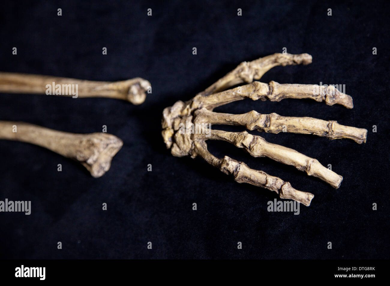 Australopithecus sediba skeleton hi-res stock photography and images ...