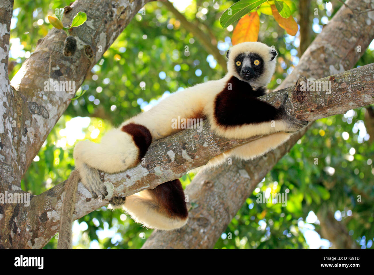 Coquerel's Sifaka, Madagascar / (Propithecus verreauxi coquereli Stock ...