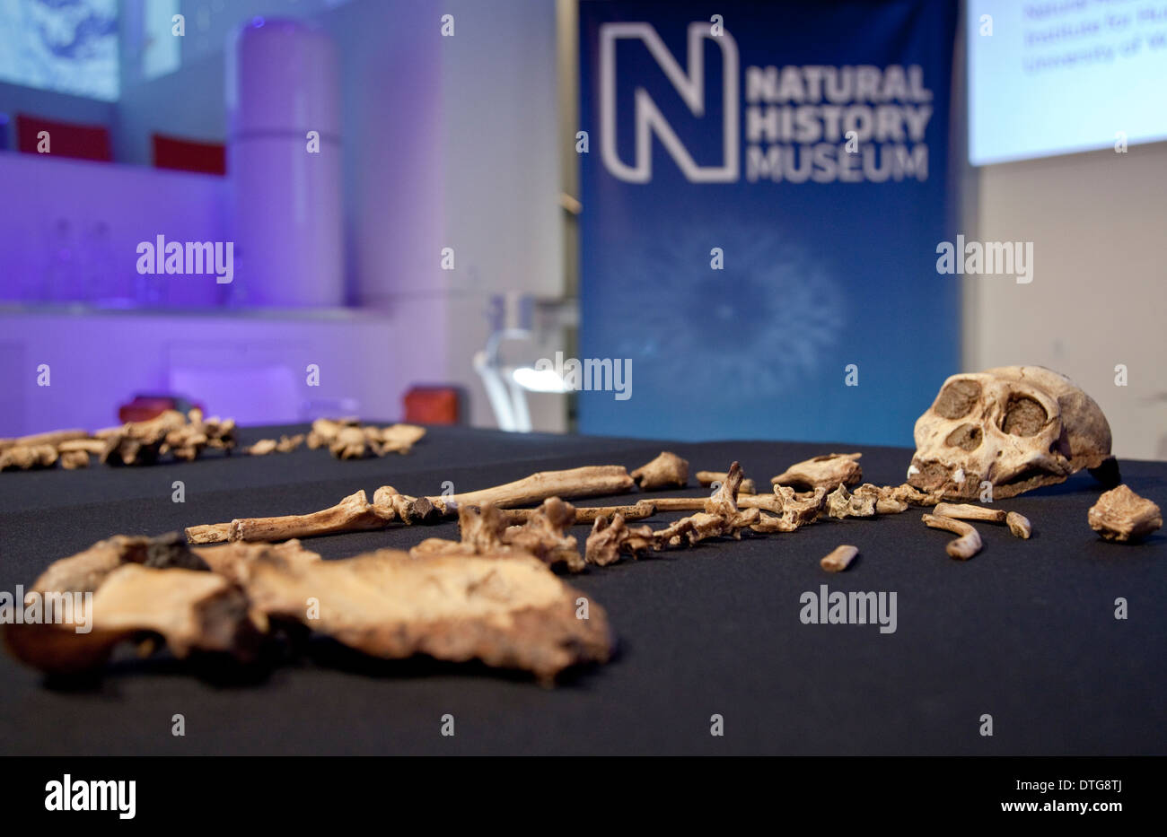 Australopithecus sediba hi-res stock photography and images - Alamy