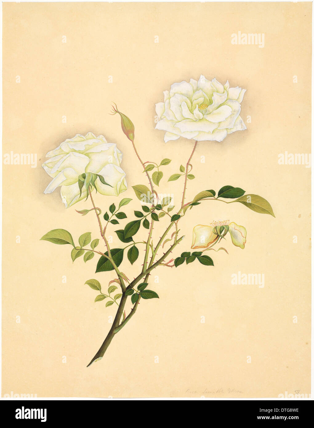 The reeves collection botanical hi-res stock photography and images - Alamy