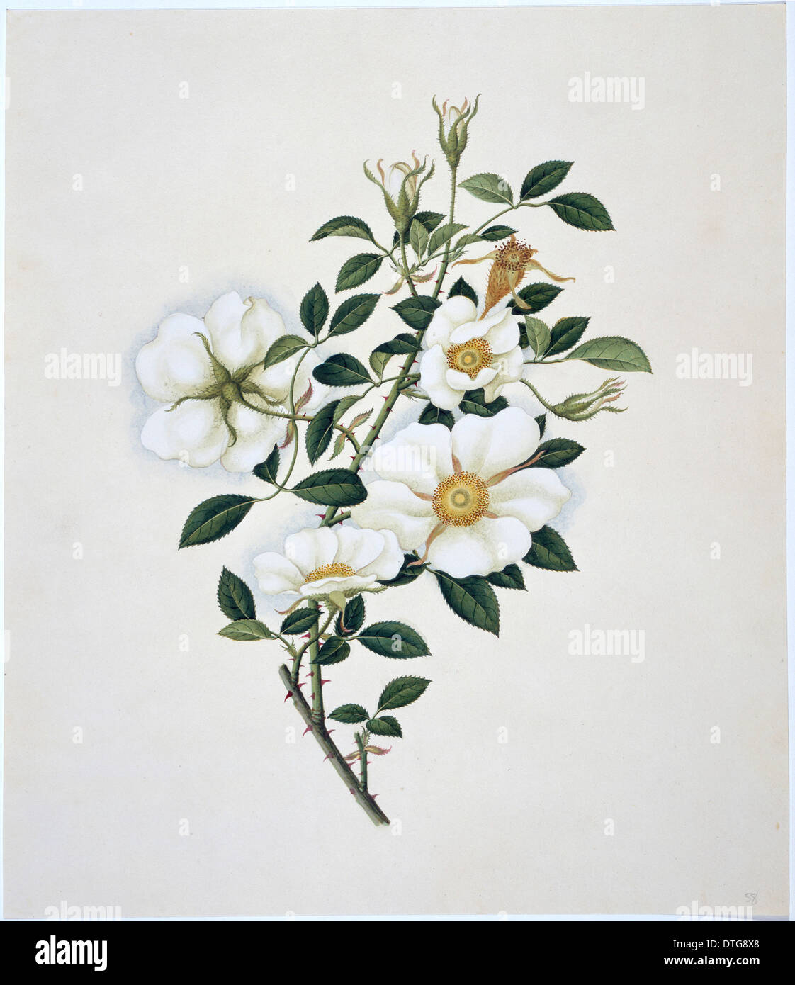 The reeves collection botanical hi-res stock photography and images - Alamy