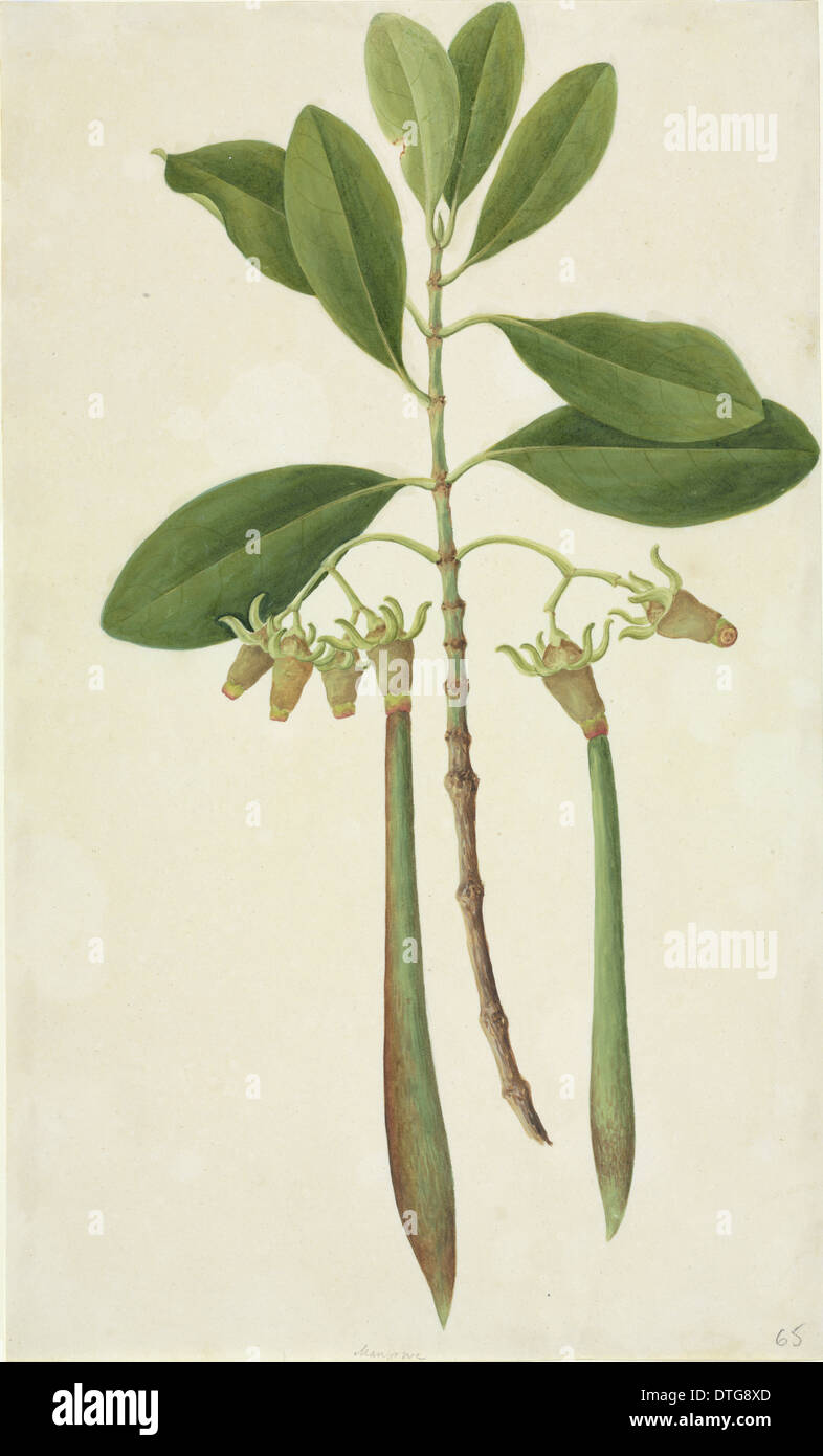 Rhizophora sp., mangrove tree Stock Photo - Alamy