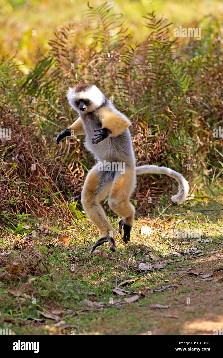 Diademed sifaka hi-res stock photography and images - Alamy