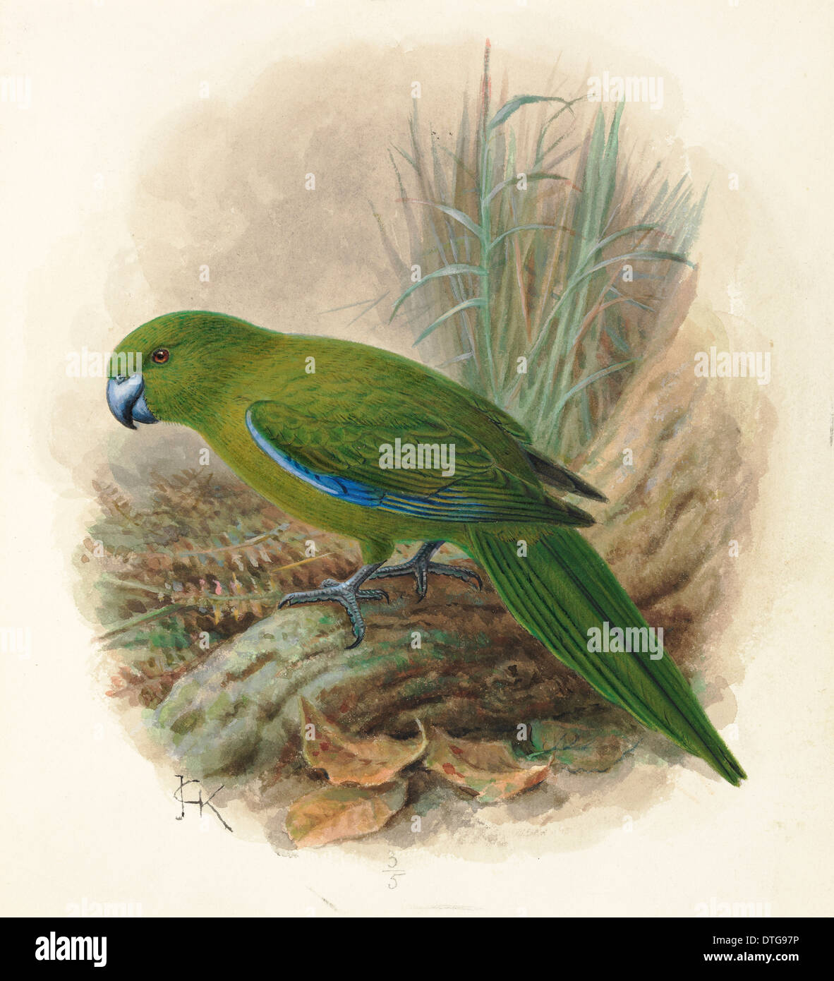 Antipodes island parakeet hi-res stock photography and images - Alamy