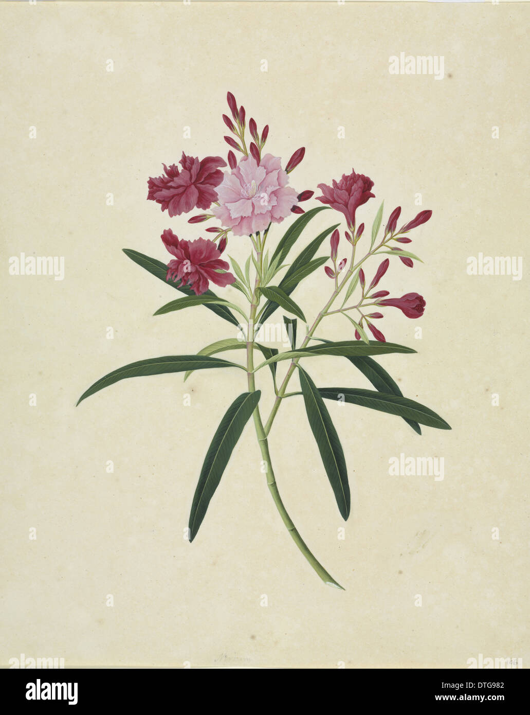 Oleander drawing hi-res stock photography and images - Alamy