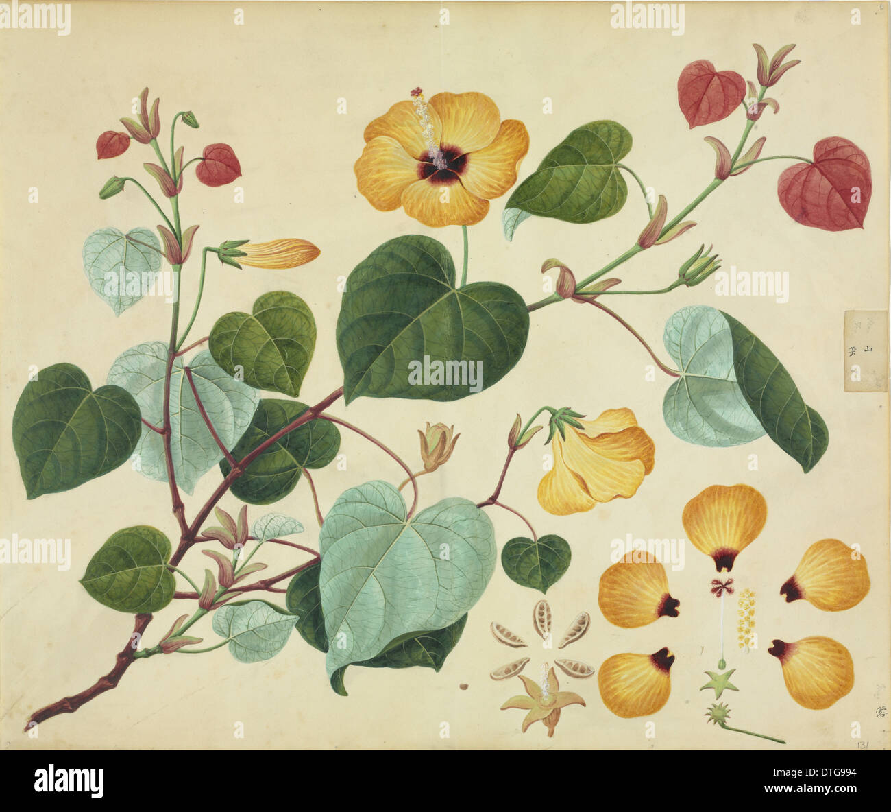 John reeves plant illustration hi-res stock photography and images - Alamy