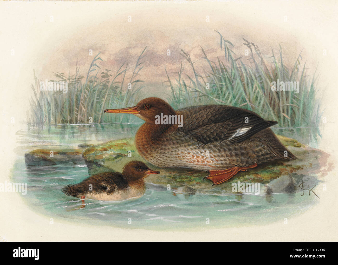 New zealand merganser hi-res stock photography and images - Alamy