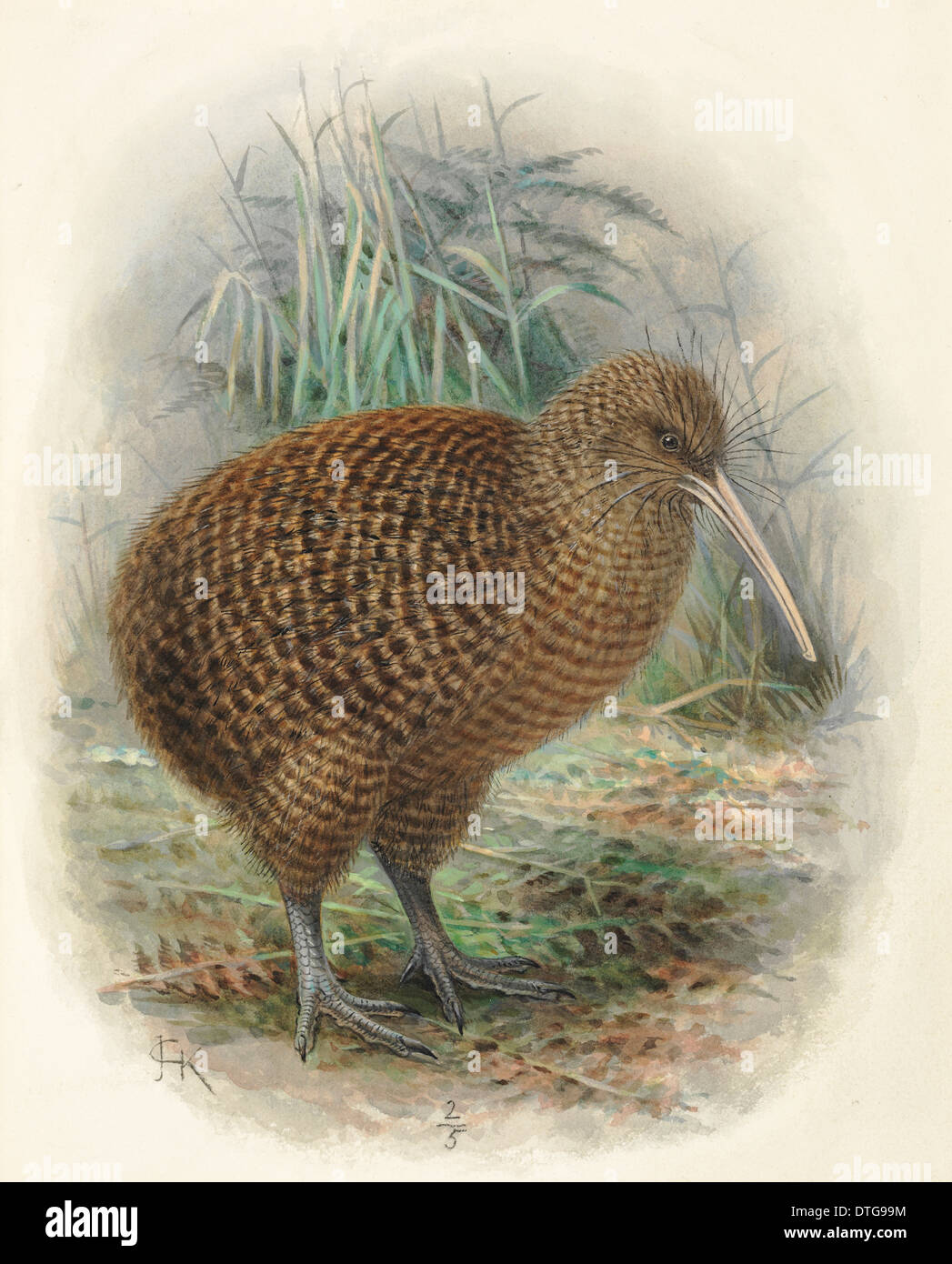 Great spotted kiwi bird hi-res stock photography and images - Alamy