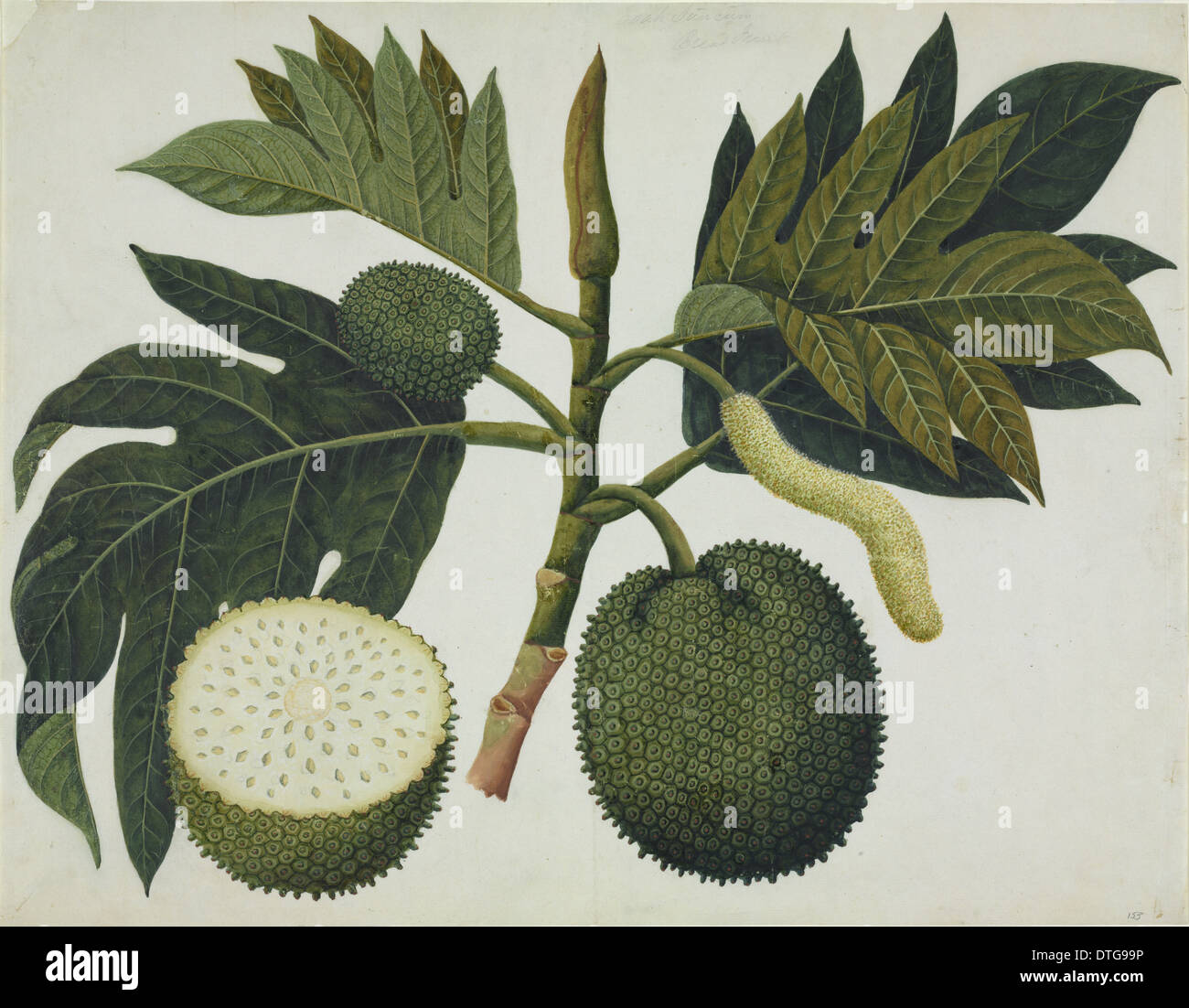 Artocarpus artocarpus sp hi-res stock photography and images - Alamy