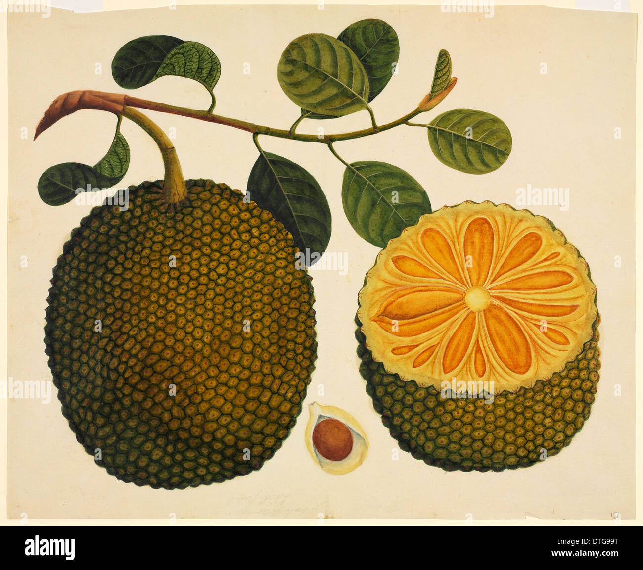 Artocarpus sp hi-res stock photography and images - Alamy