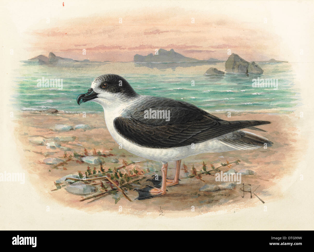 White-naped Petrel, Pterodroma cervicalis Stock Photo - Alamy
