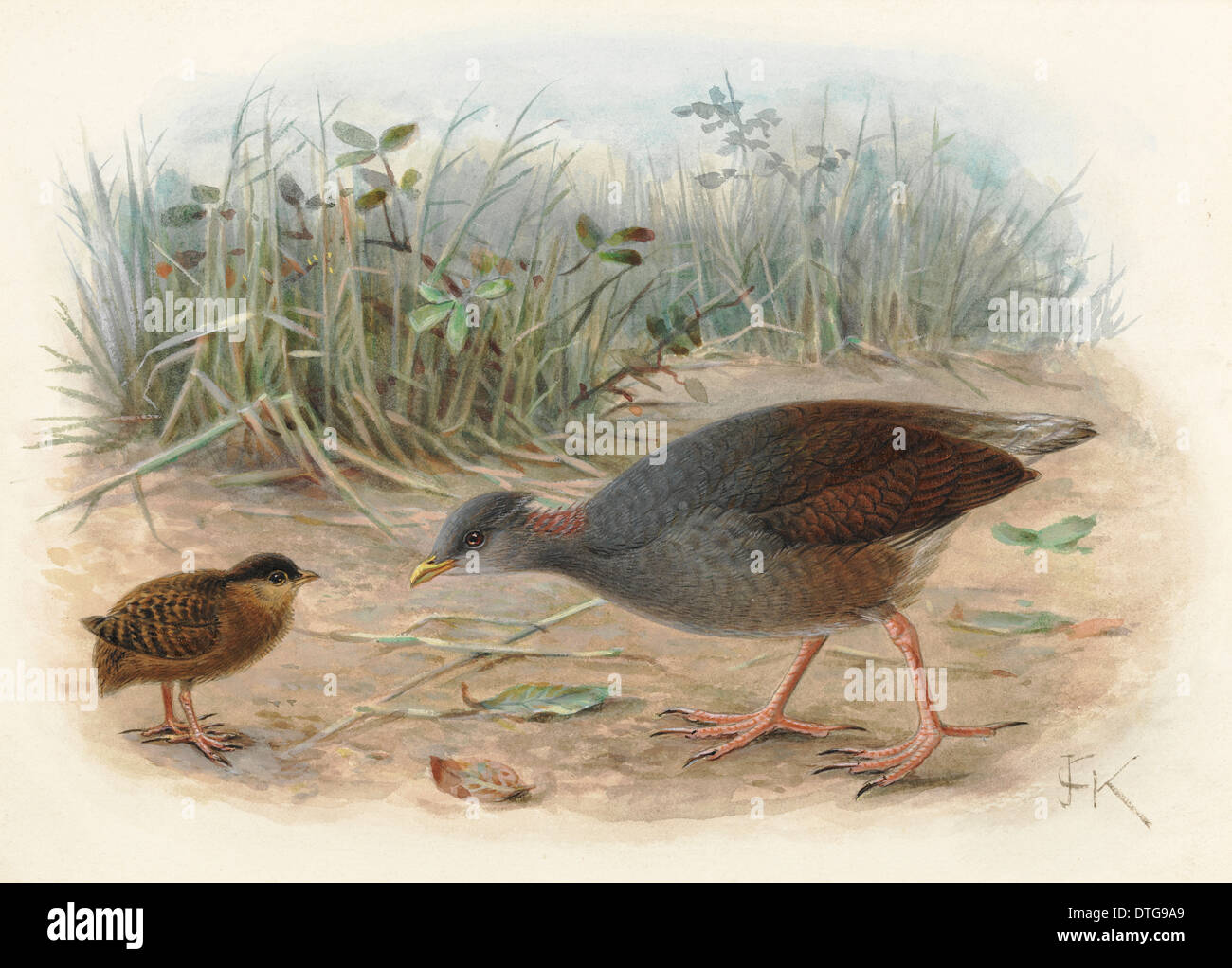 Polynesian Megapode, Megapodius pritchardi (young and adult Stock Photo ...