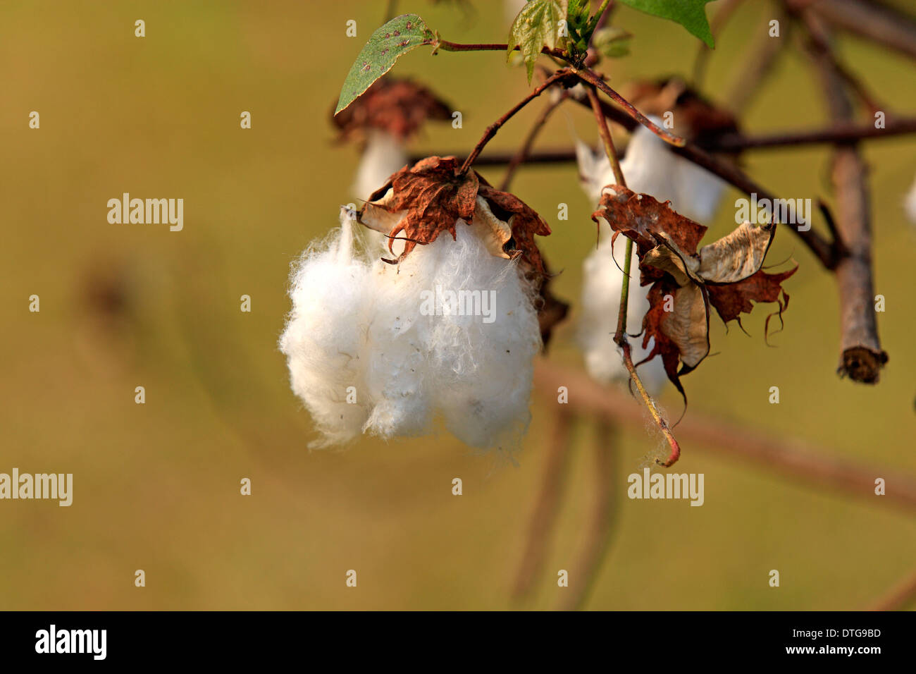 Bombax ceiba tree hi-res stock photography and images - Alamy