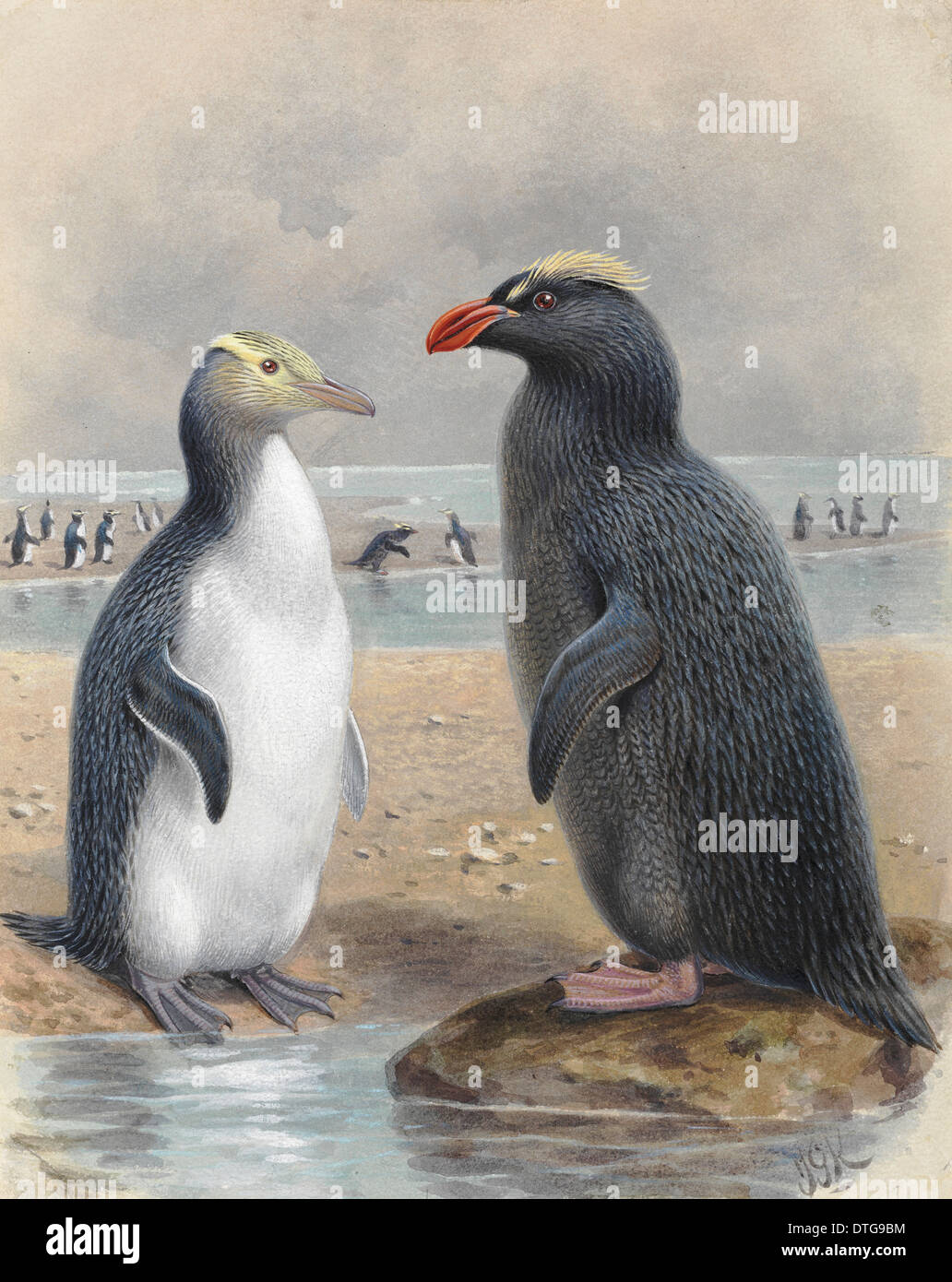 Yellow Eyed Penguin or Hoiho, Megadyptes, and Snares Crested Penguin ...