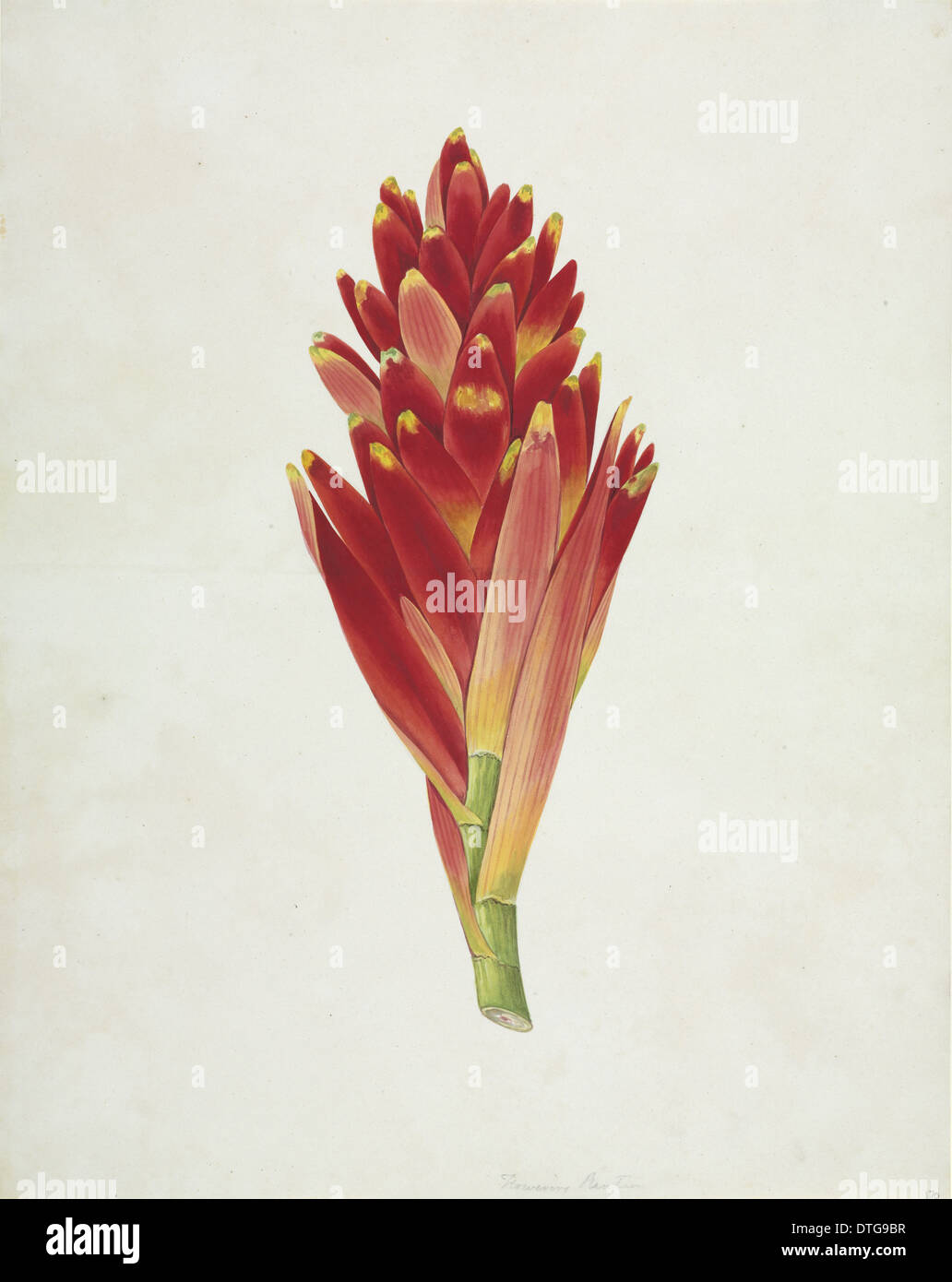 Scarlet banana illustration hi-res stock photography and images - Alamy