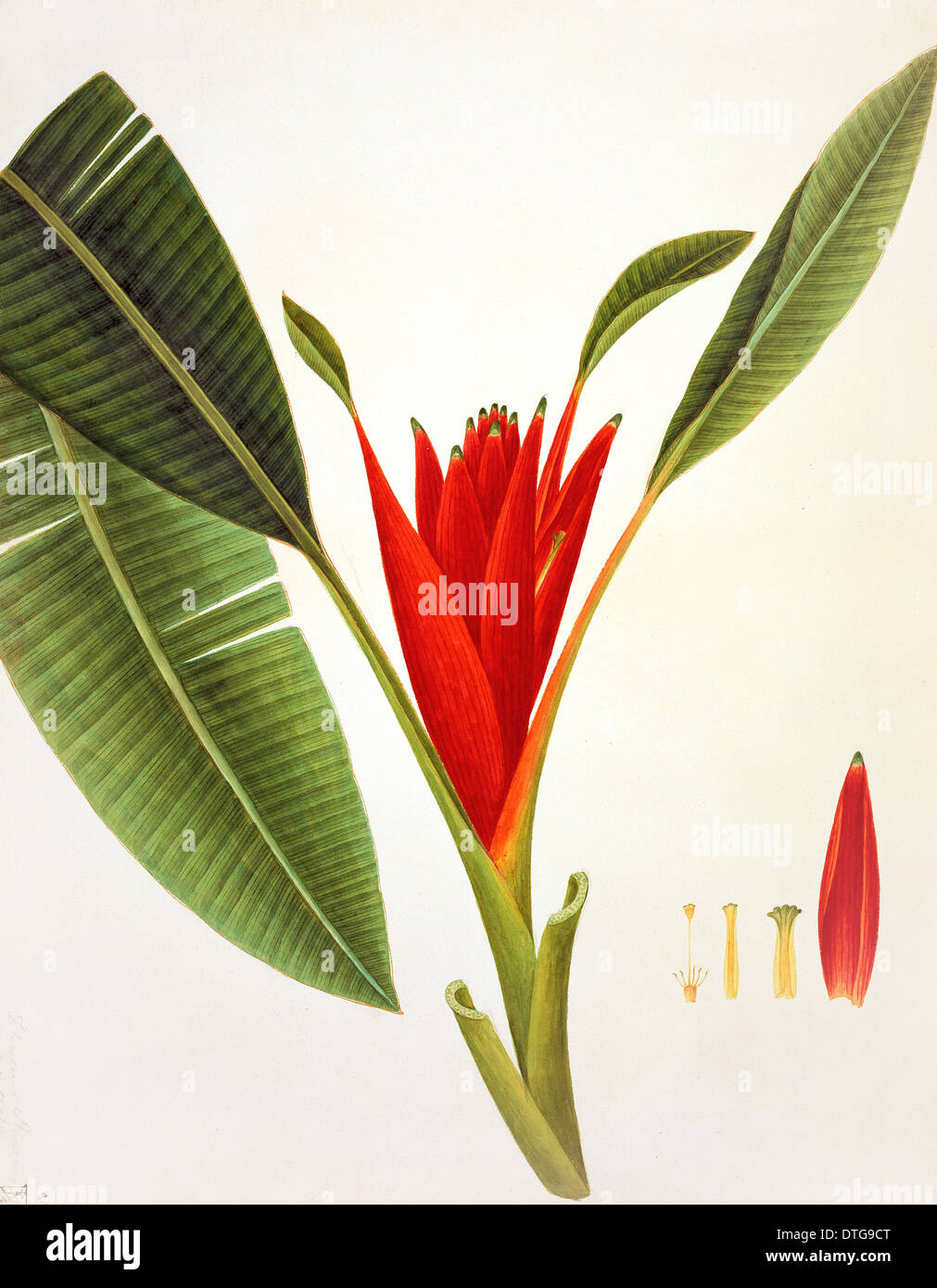 The reeves collection botanical hi-res stock photography and images - Alamy