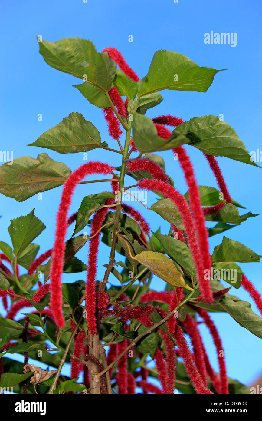 Chenille Plant, Nosy Be, Madagascar / (Acalypha hispida) / Philippines ...