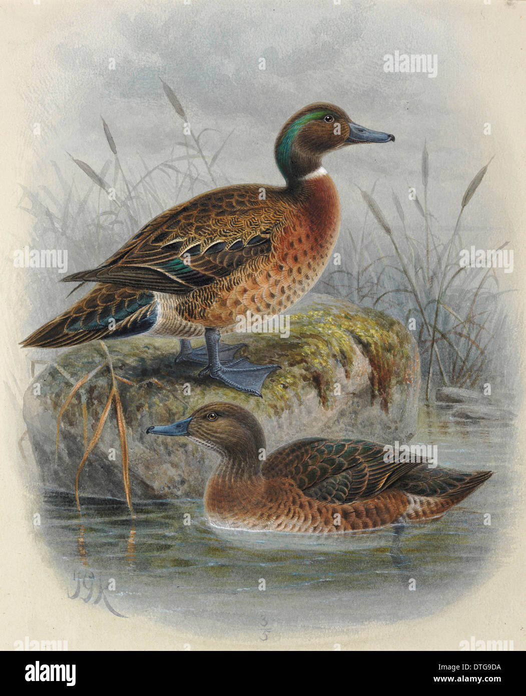 Auckland Island Teal, Anas aucklandica (male). Brown Teal 'Pateke ...