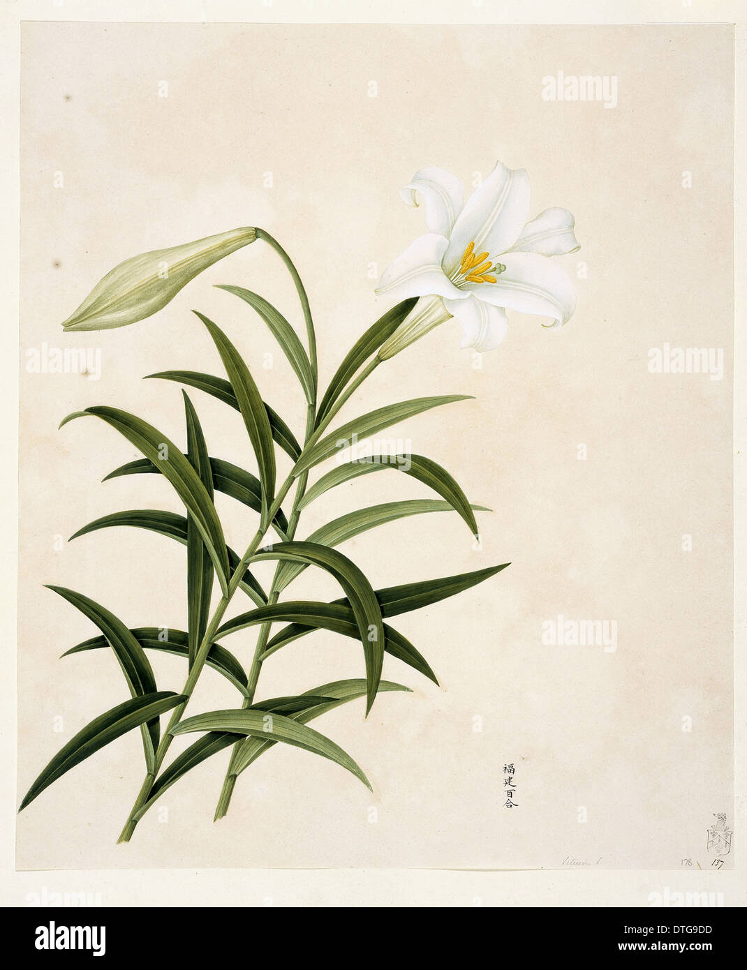 The reeves collection botanical hi-res stock photography and images - Alamy