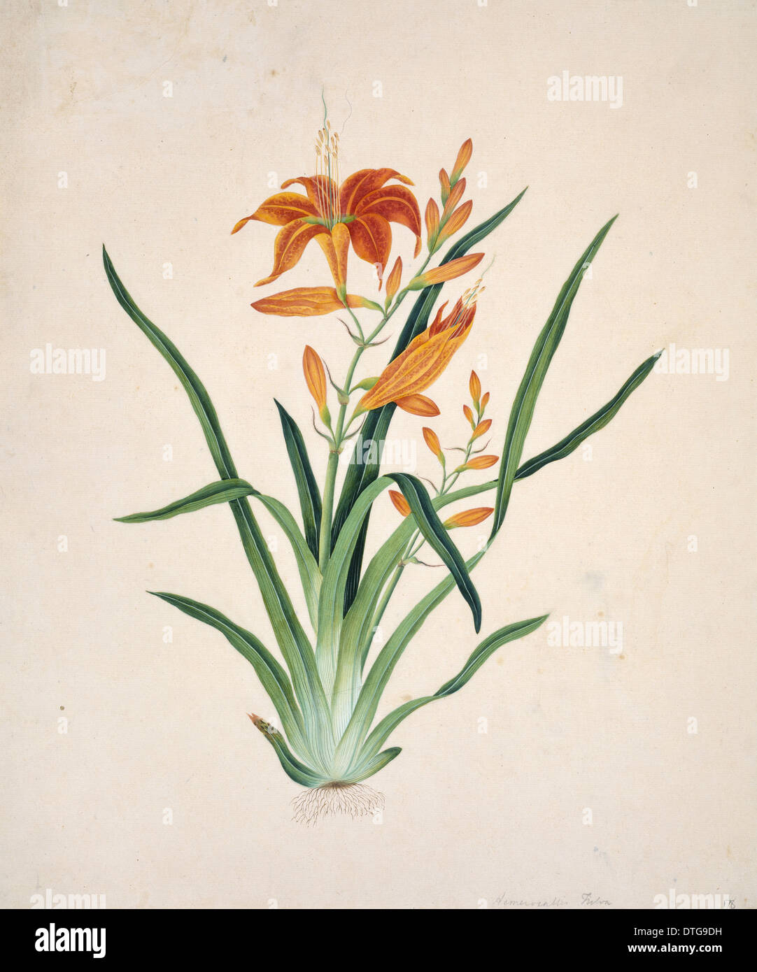 Lilium sp., lily Stock Photo - Alamy