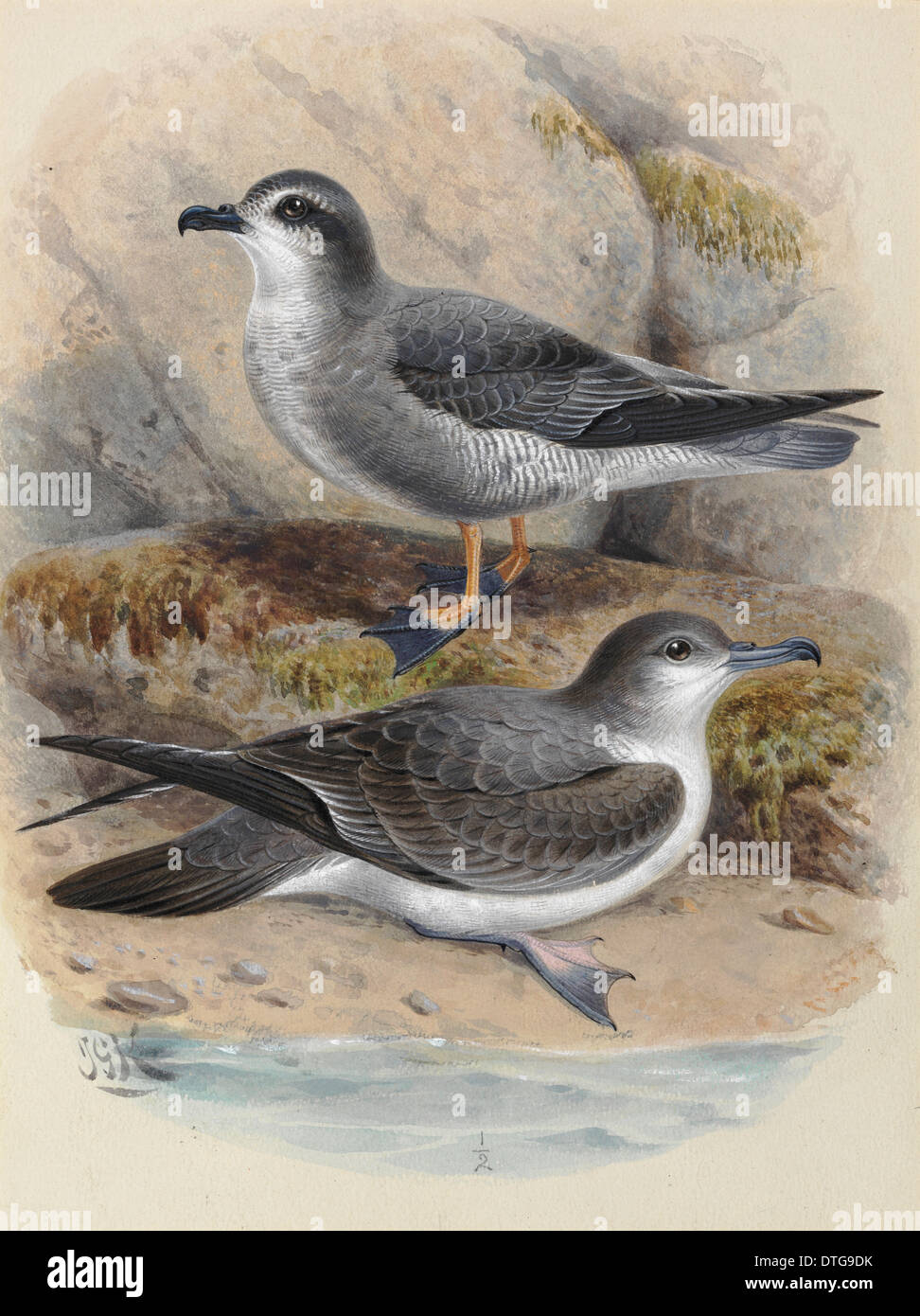 Pterodroma hi-res stock photography and images - Alamy