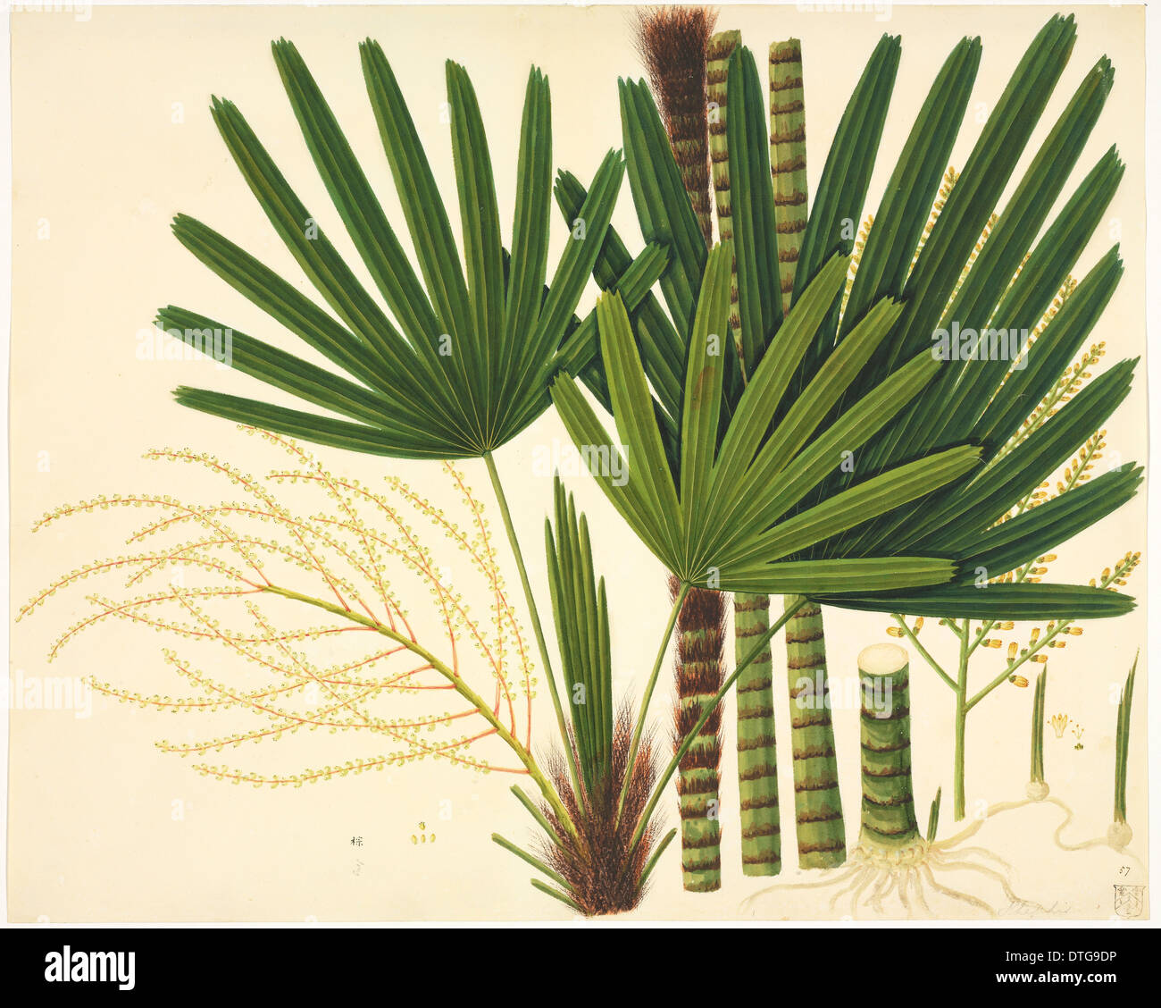 Licuala sp hi-res stock photography and images - Alamy