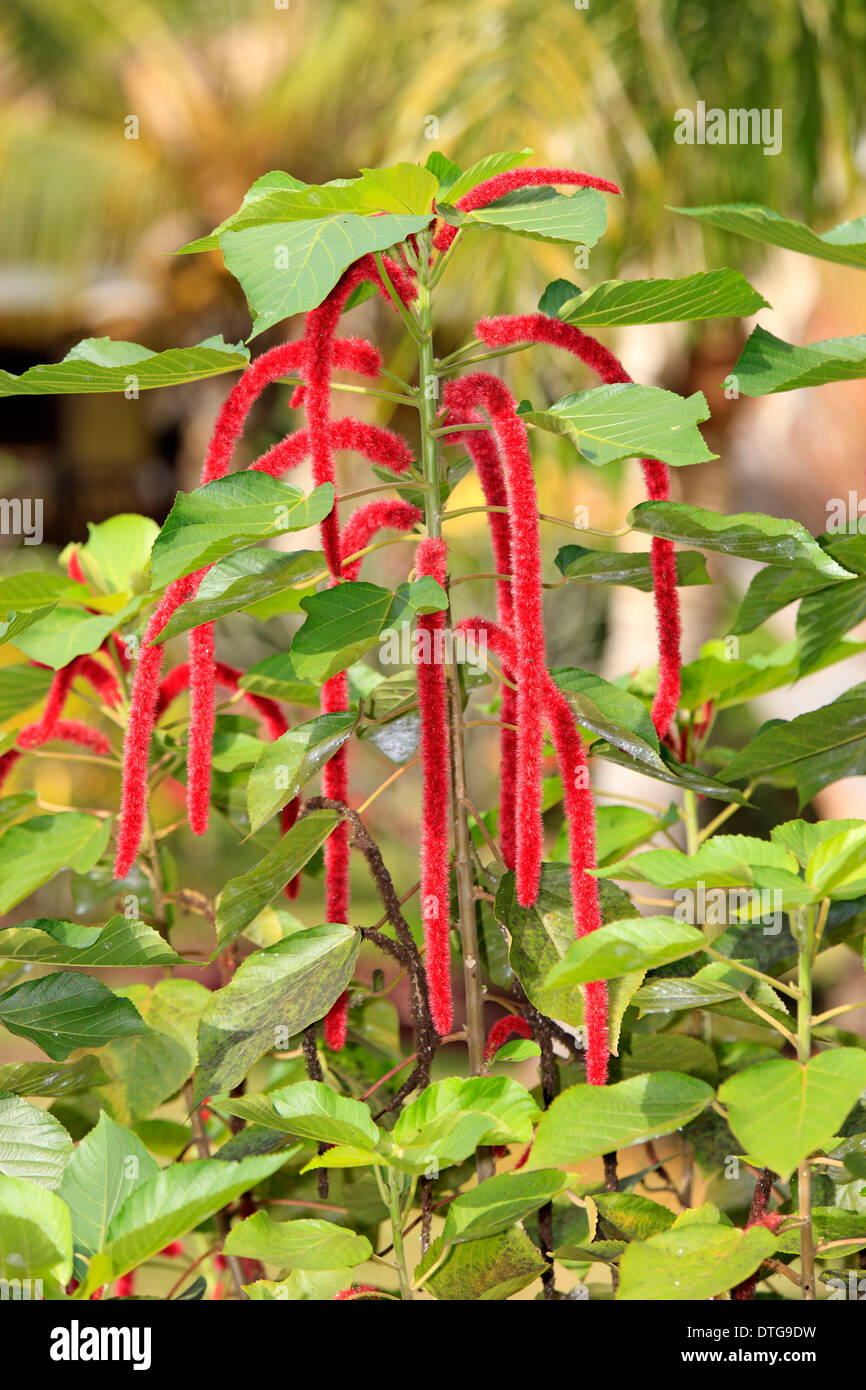 Acalypha Coral Glow