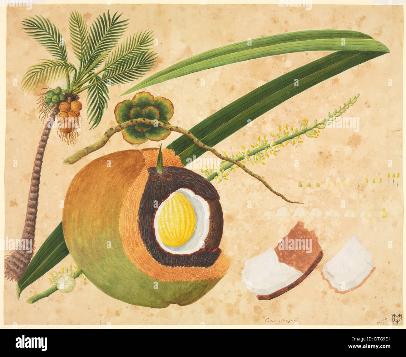 Cocus nucifera, coconut palm Stock Photo - Alamy