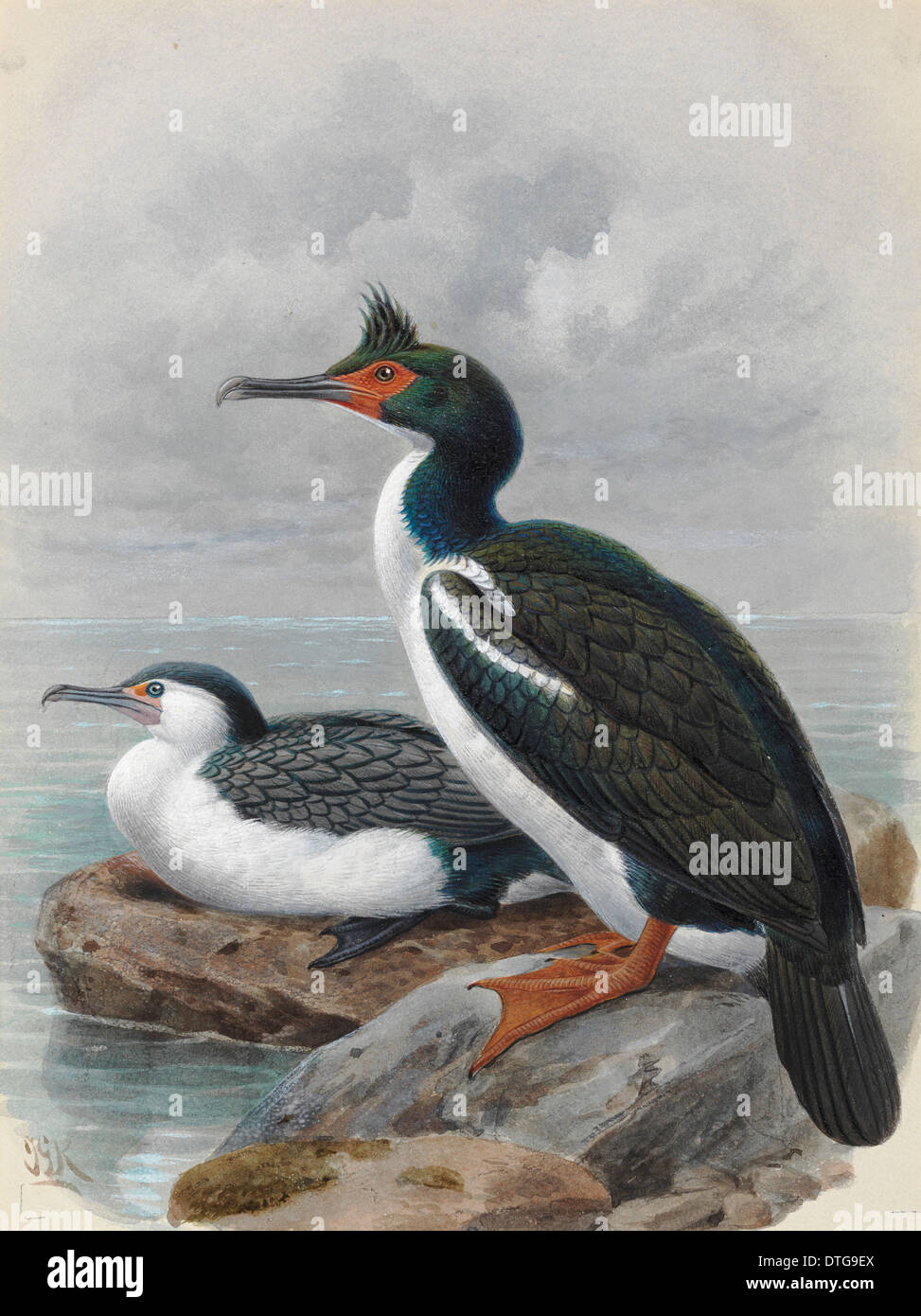 Australian shag hi-res stock photography and images - Alamy